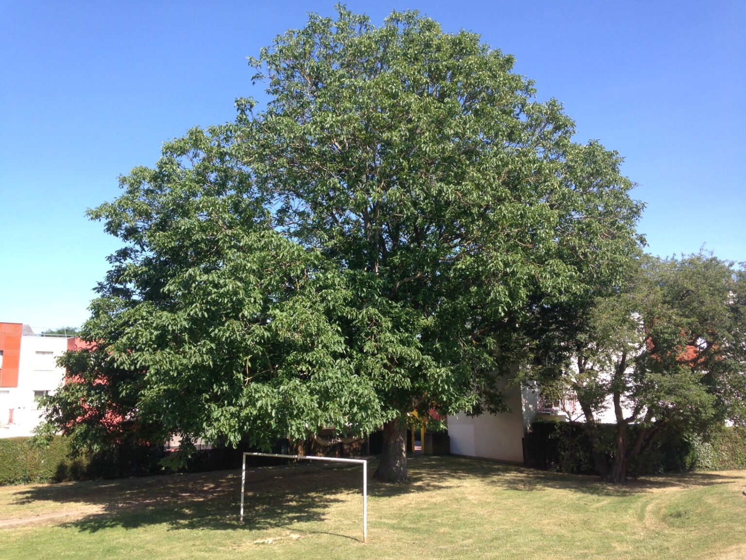 Concours photos du plus bel arbre